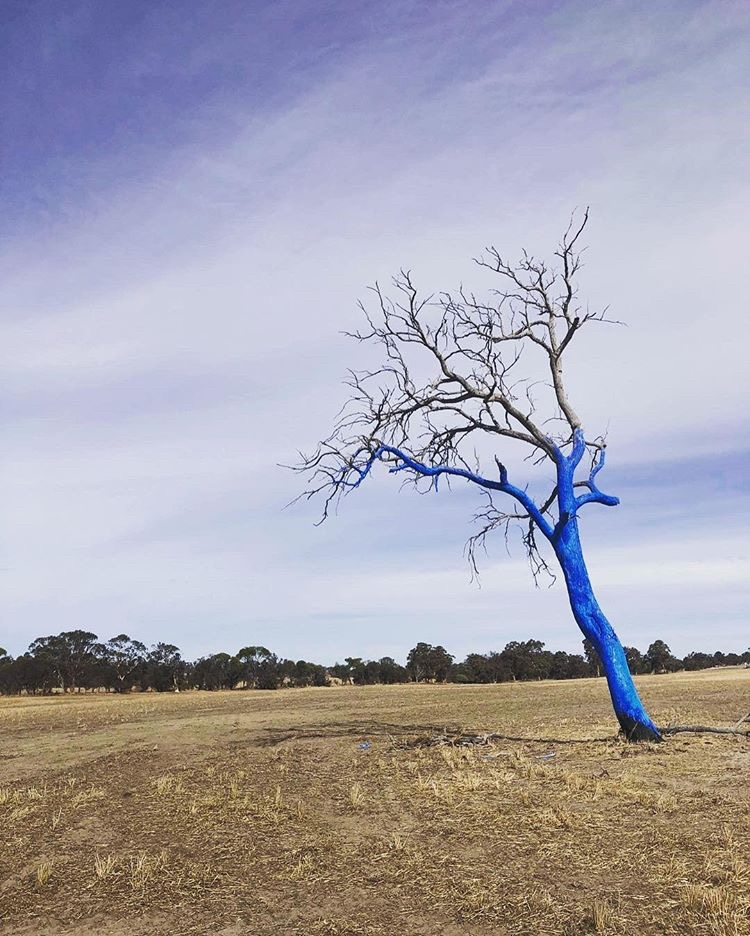 Have you seen your backyard? - Blue Tree Project