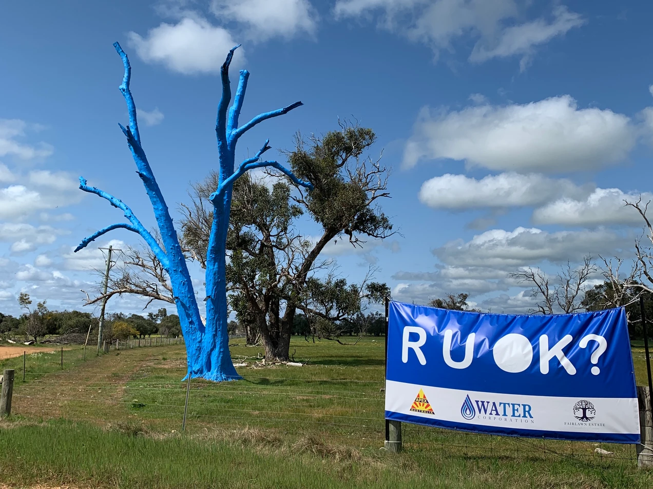 Have you seen your backyard? - Blue Tree Project