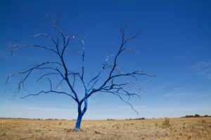 Home - Blue Tree Project