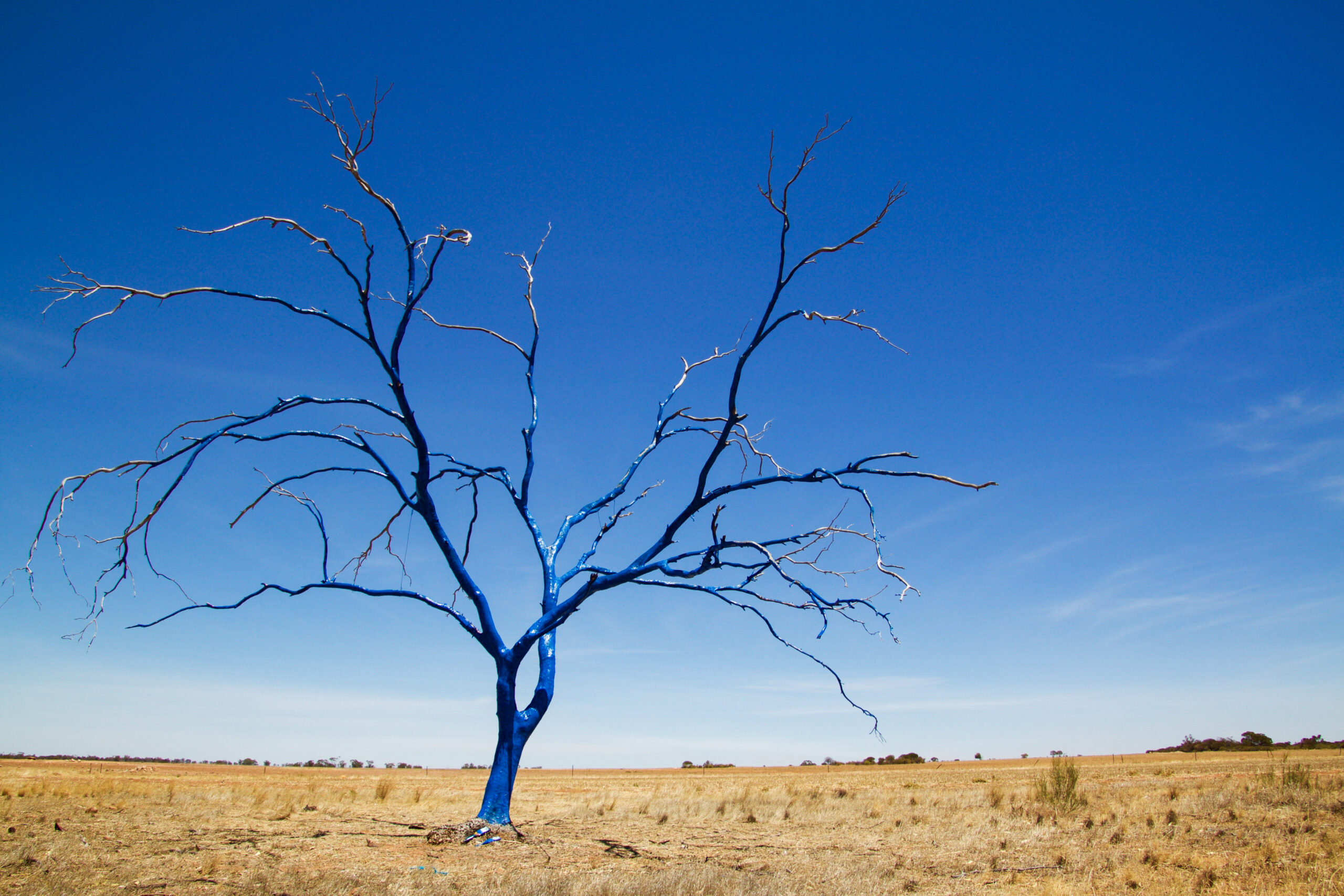 Request Wattyl Paint Australia - Blue Tree Project